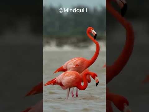 Why are flamingos pink? #flamingos #wildlifeanimals