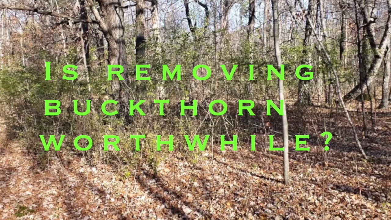 Is removing buckthorn worthwhile?