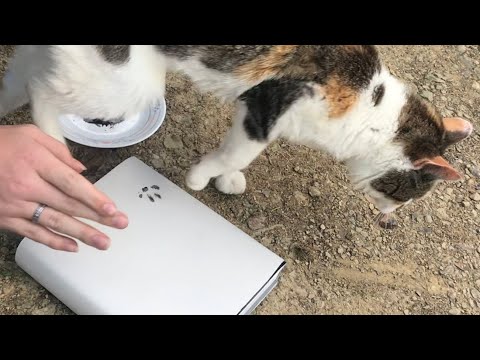 how to get your CAT to sign her NAME (paw print)