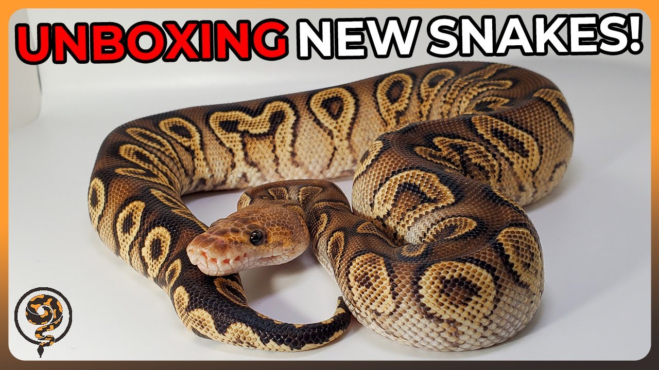 A Volcanic Ball Python Unboxing!
