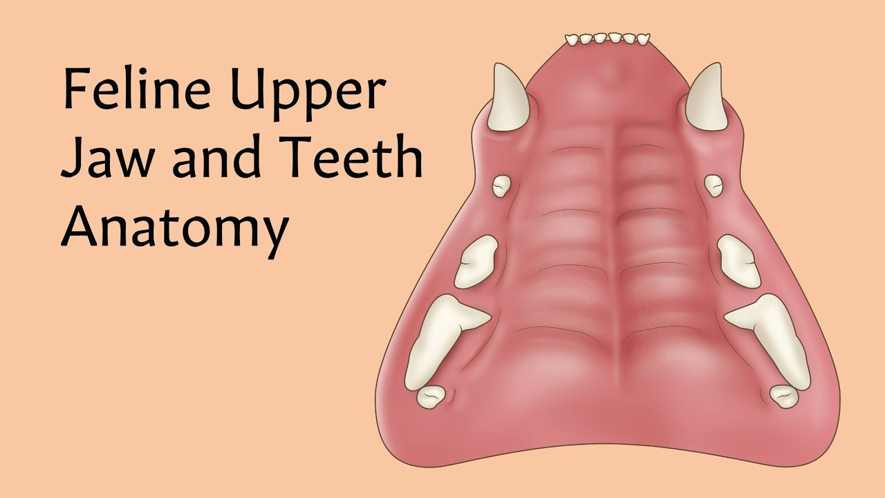 Feline Upper Jaw & Teeth Anatomy | AnatomyStuff