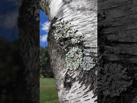 Lichen growing on a birch tree.