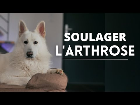 SOULAGER LES DOULEURS ARTICULAIRES DU CHIEN