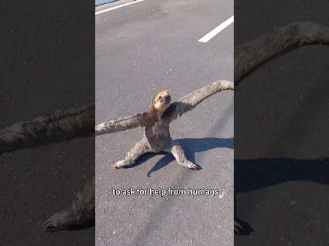 Helping sloth mom#healing #rescue #animalshorts #cute #cuteanimals #shortvideo #shorts