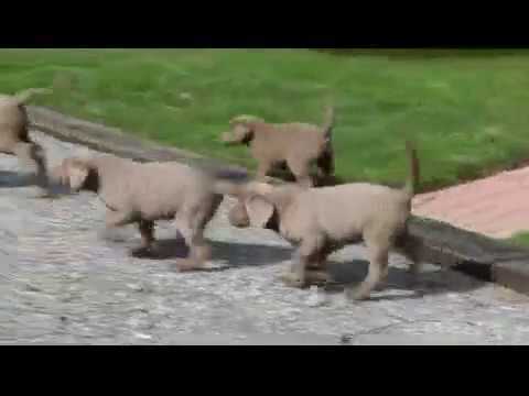 Silver Labrador Retriever Puppies For Sale