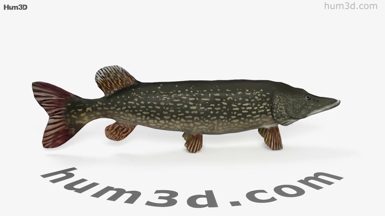 Northern Pike 3D model by 3DModels.org