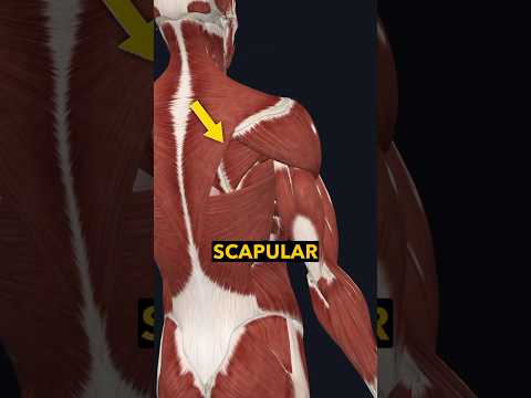 Are YOU Neglecting these Shoulder Muscles?