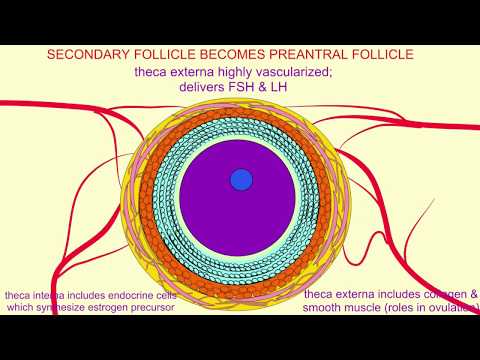preantral follicles & theca