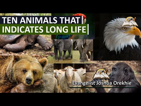 Top 10 Animals That Indicates Long life - Biblical Meaning of Animals