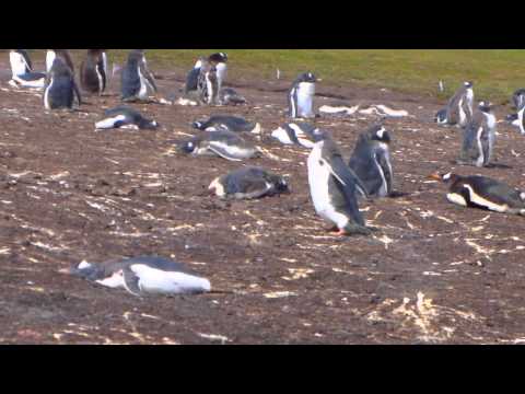 Bluff Cove, Falkland Islands with Gentoo Penguins