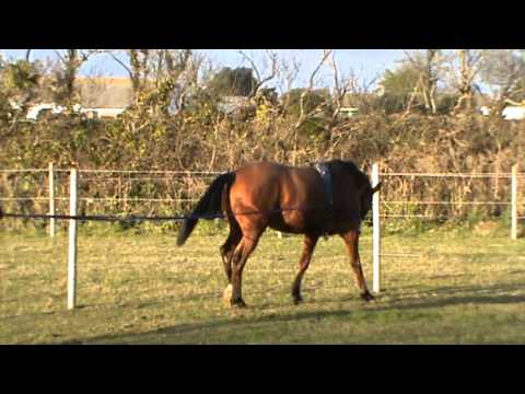 Utah's Callisto (Cally) in training with Kate Roberts (2)