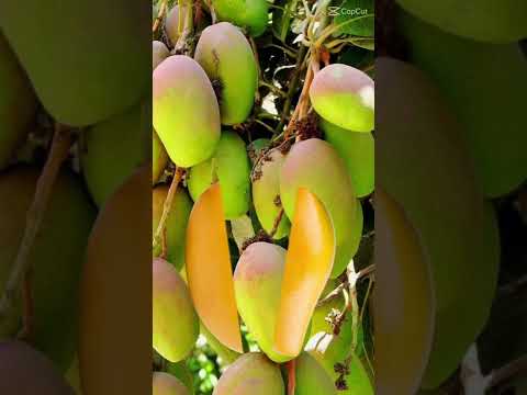 🌈MANGO FALLING #ASMR #SWEET #SATISFYING #SHORT