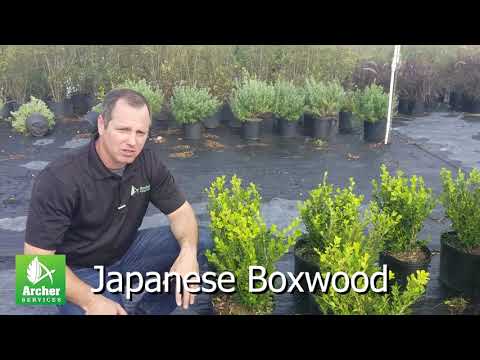 Japanese Boxwood - Archer Services
