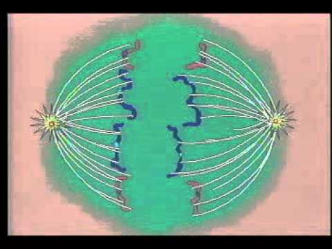 Anaphase: The Third Stage of Mitosis