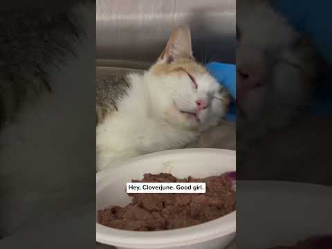 Calico lady joins indoor life