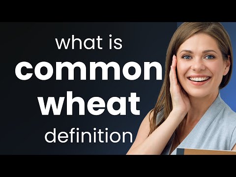 Common wheat — COMMON WHEAT definition