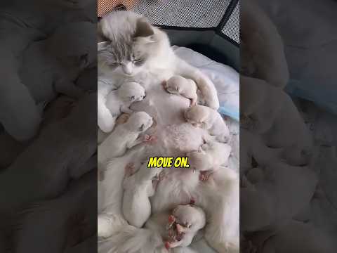Do Mama Cats Miss Their Kittens After Adoption? π±π