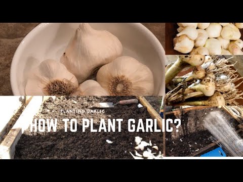 🌿How to Grow Garlic at home garden?||🌿 Planting Garlic🌿|| Garden World