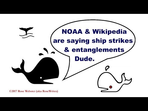 Right Whale Deaths: What NOAA and Wikipedia Are Saying