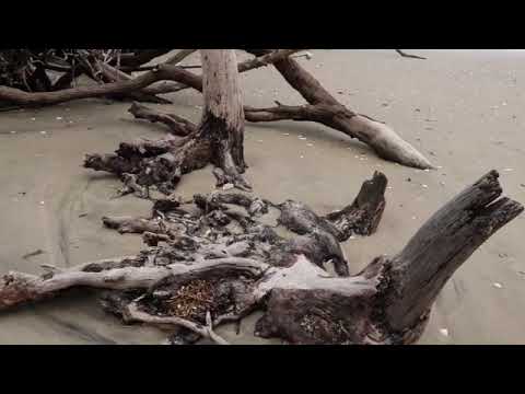 BOTANY BAY EDISTO ISLAND SC