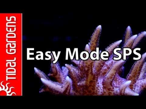 The "Easy Mode" SPS Aquarium