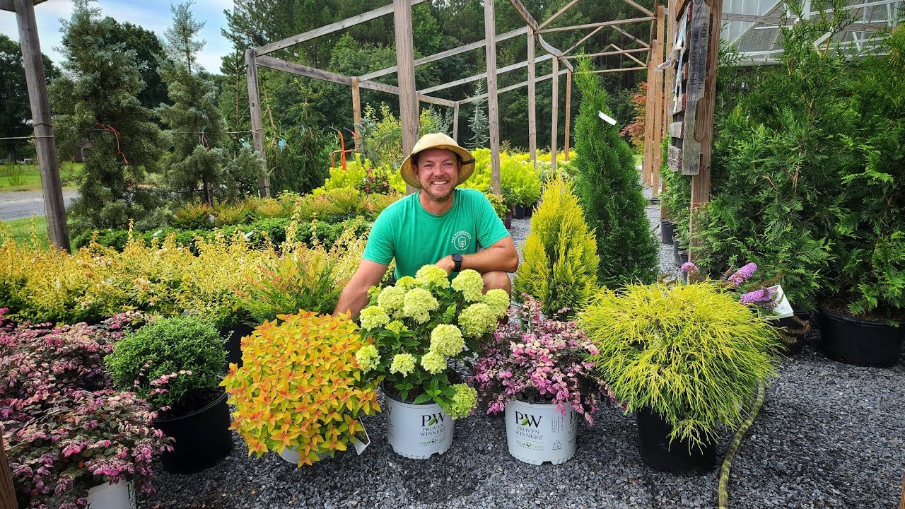 Low Maintenance and Easy Shrubs to Grow Around Your Home!