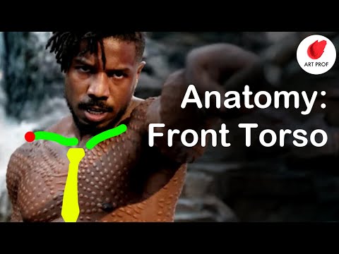 This Artistic Anatomy Info is a Gamechanger: Bones on the Front Torso