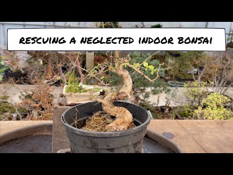 Rescuing a Neglected Indoor Bonsai