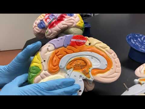 Brain Model