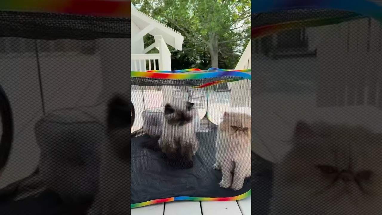 No more sad meows at the door. Safe outdoor fun for curious kitties!