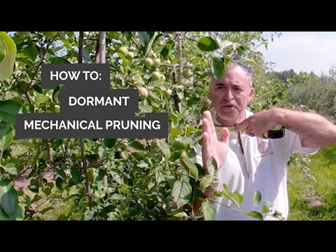 Getting the box set for mechanical hedging apple tree rows with Mario Miranda Sazo
