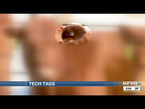 New tech tags help ranchers track livestock