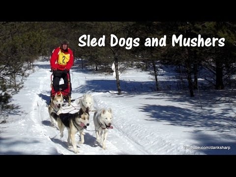 Sled Dogs and Mushers | Wandering Wellness RV
