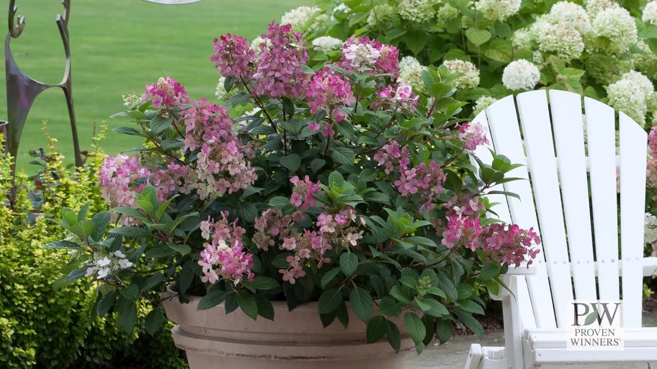 Little Quick Fire® Hydrangea | Early-Blooming Dwarf Panicle Hydrangea