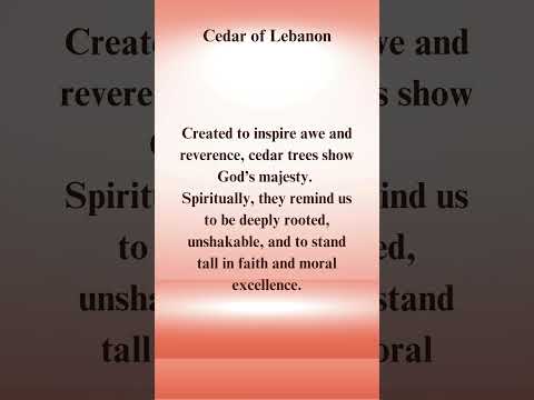 Bible Trees # CedarOfLebanon #BiblicalStrength #GodsMajesty #SpiritualGrowth