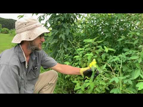 Mulch & Nitrogen Fixers Class: Tropical Subsistence Gardening