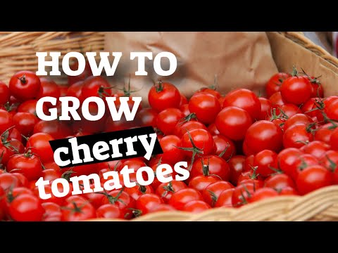 How to Grow Cherry Tomatoes in Containers or in Ground