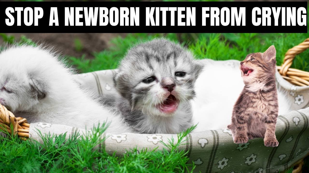 How to Stop a Newborn Kitten from Crying? | Animal Kingdom