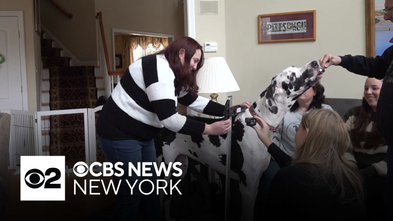 Guinness crowns Connecticut Great Dane as world's tallest living female dog