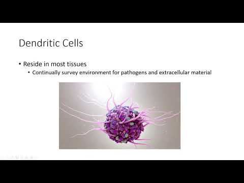 Components of the Adaptive Immune Response