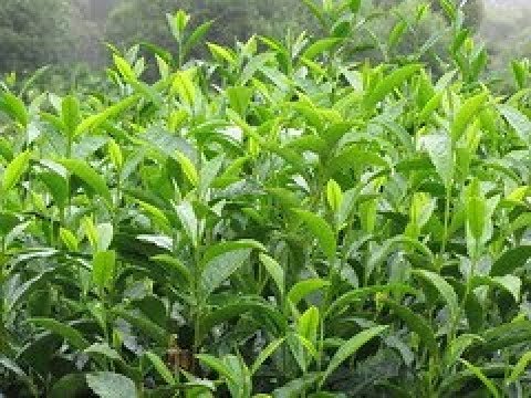 How do Camellia sinensis tea plant seeds look like