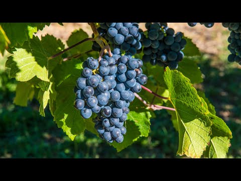 Grapevines and their Significance in the Bible