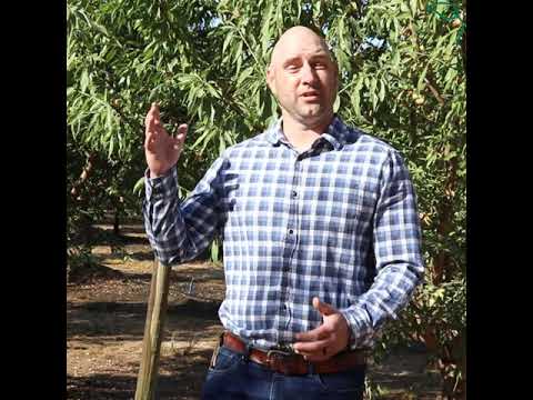 Gold Leaf Farming Takes Water Usage Seriously