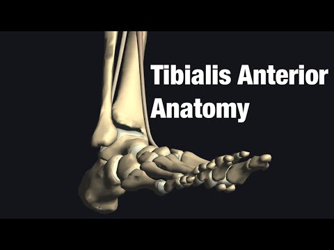 Anatomy and function of tibialis anterior