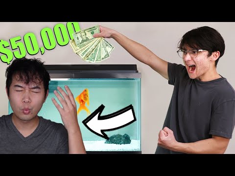 Fishkeeper REACTS to Michael Reeves Video 'I Gave My Goldfish $50,000 to Trade Stocks'