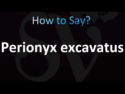 How to Pronounce Perionyx excavatus (correctly!)