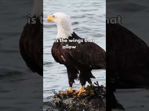To Soar Like an Eagle to Unimaginable Heights : Self-Discovery