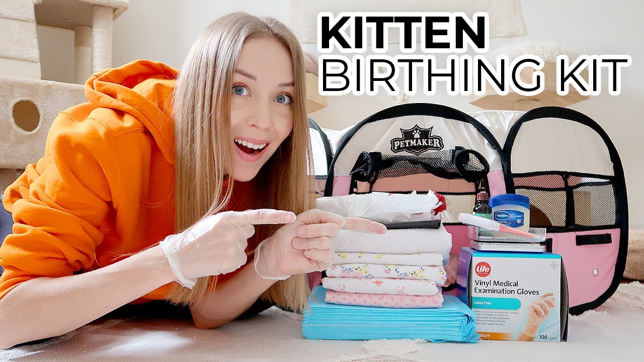 HOW TO PREPARE FOR CAT BIRTH: A Home Birthing Kit To Help Deliver Kittens Safely