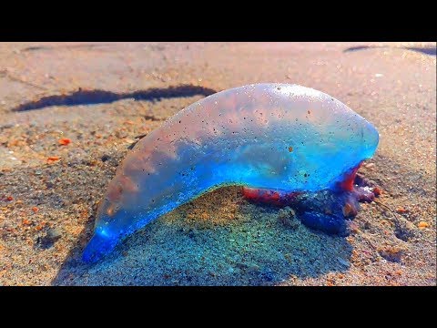 Portuguese Man of Wars Invade Florida Beaches