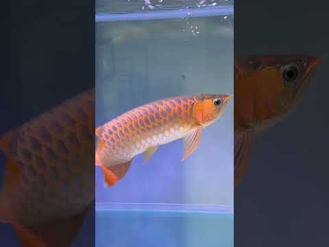 AROWANA: THE FENG SHUI FISH 金龍魚 #shortsyoutube #shortsvideo #shorts #arowana #fish #fengshui